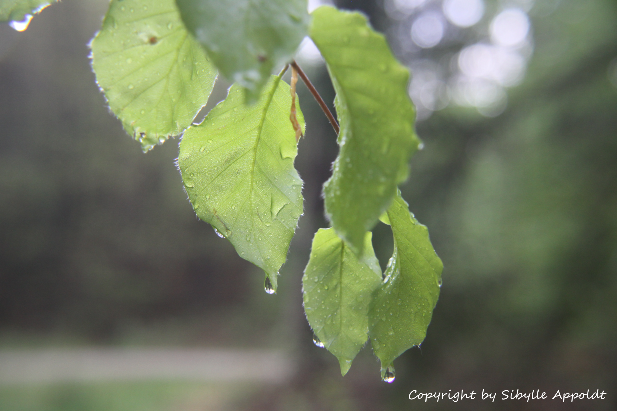 Der Natur lauschen – Raus in den Wald